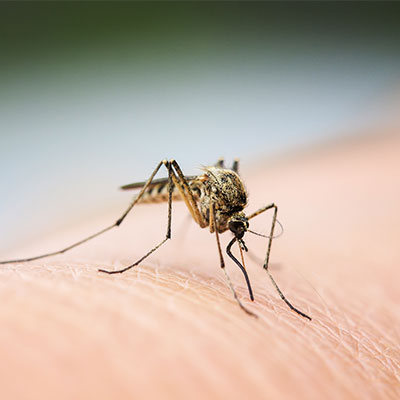 Mosquitoes - Recotin - Fast relief after bite